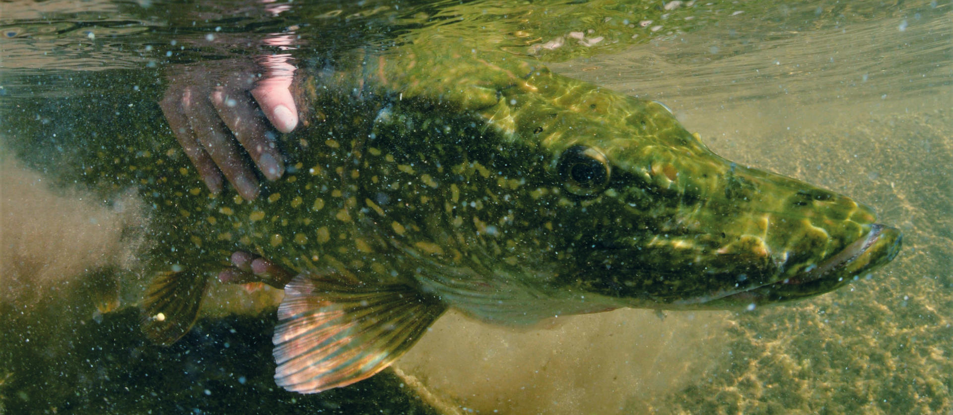Ouverture De La Pêche Du Brochet Les Pratiquants Retrouvent Lun De