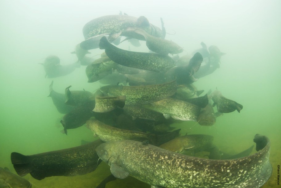 Le silure un géant si encombrant ? - Fédération Nationale de la Pêche ...